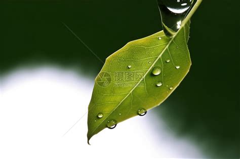 一片叶子高清图片下载 正版图片600270404 摄图网