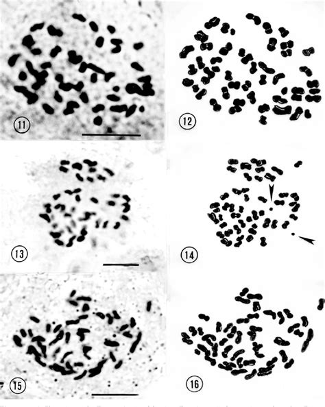 Figure 1116 From The So Called Primitive Genera Of Genisteae Fabaceae
