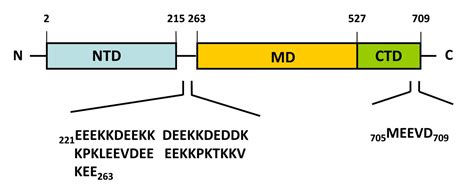 Figures Hsp90 Hsp90