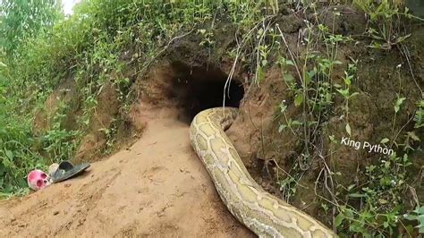 King Python18 Spider Man Who Was Dragged Into A Cave To Eat By A