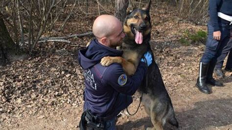 Bosco Il Valoroso Cane Poliziotto In Cerca Di Una Casa Dopo Il Pensionamento
