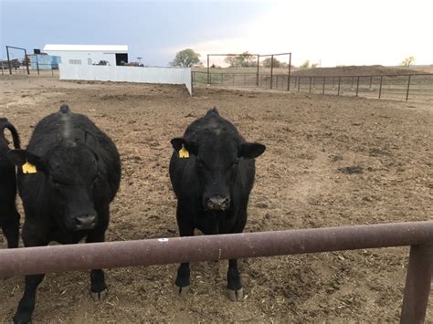 Angus Bulls Nex Tech Classifieds