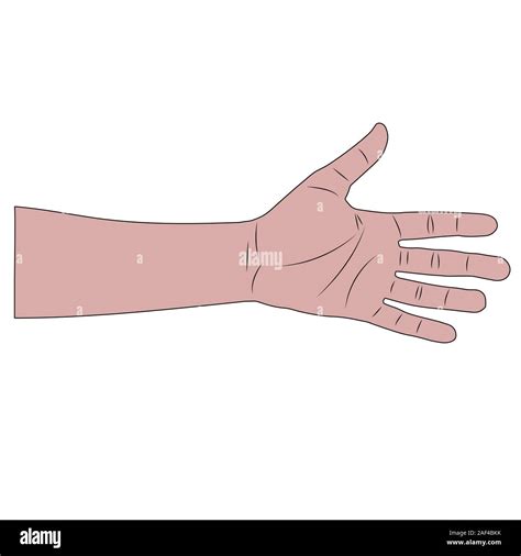 Male White Wrist Isolated Cartoon Stock Vector Illustration Stock