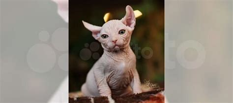 Очень ласковый белоснежный Эльф купить в Москве Животные и зоотовары