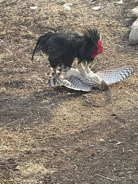 Rooster Defends Chickens From Hawk World Wild Web