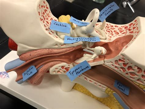 Inner Ear Diagram Quizlet Inner Ear Diagram Quizlet