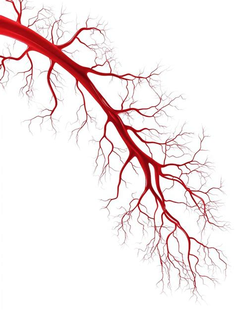 Vein Png Images Free Download On Freepik