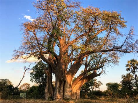 Under The Big Baobab Tree Zimbabwe S Big Tree Zimbabwe Adventure