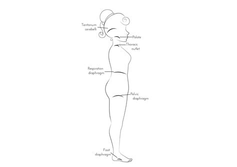 The Pelvic Floor Demystified Getting Naked