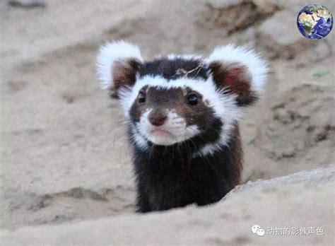 战斗力彪悍的虎鼬，任何猎物在它们的鼻子下都无所遁形百科ta说