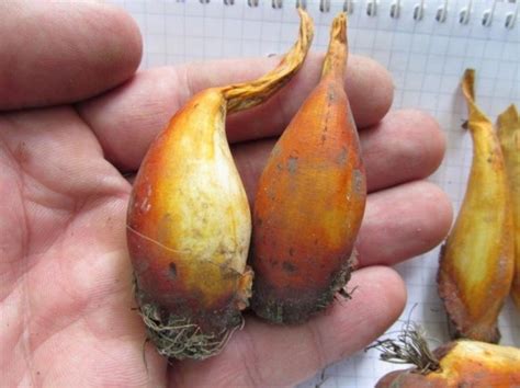 Colchicum I R Pacific Bulb Society