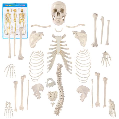 Skull Skeleton Anatomy