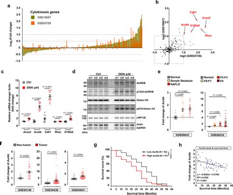 Upregulation Of Aurkb In Patients With Liver Diseases A The Rank Order