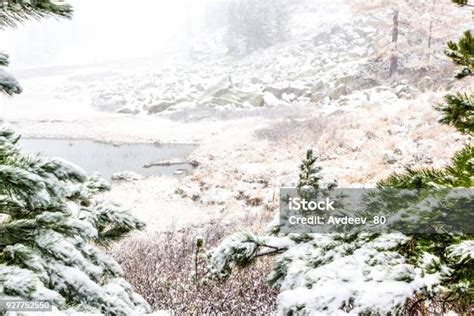 침 엽 수 숲에 눈 눈 아래 나무입니다 겨울 날씨 강 설입니다 0명에 대한 스톡 사진 및 기타 이미지 0명 12월 가리기