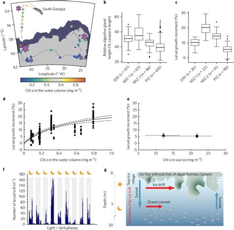 Larval Krill Growth In Relation To Food Supply In The Water Column