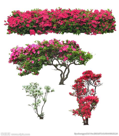 杜鹃花