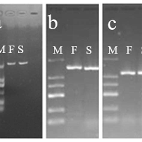 Promoter Full Length Dna And Coding Sequence Cds Amplification Of