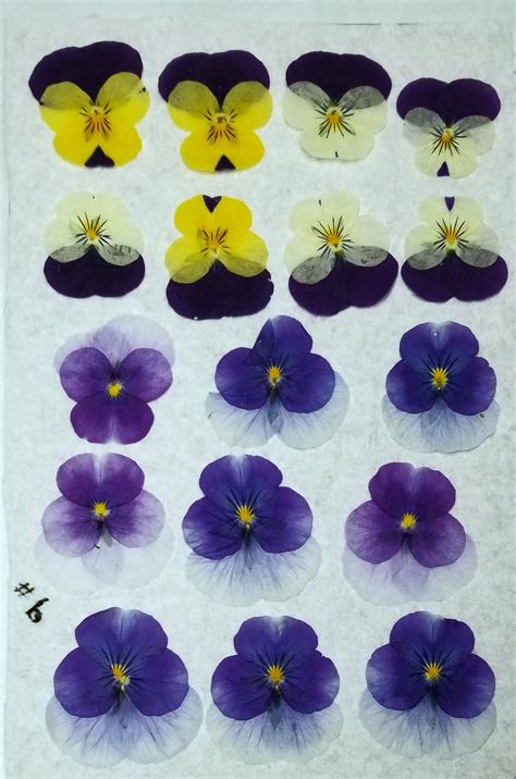 Pressed Dried Pansy Flowers Card Making Resin Jewelry Greeting Cards