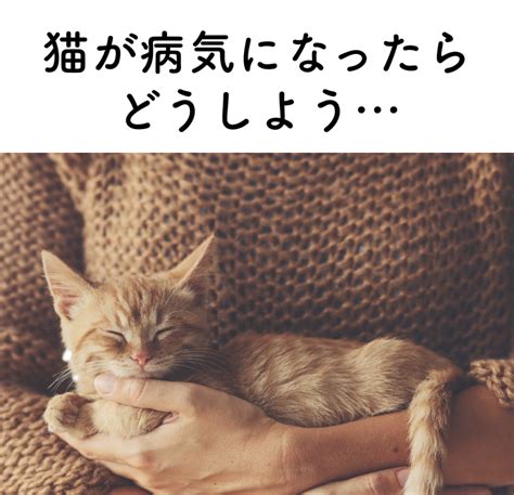 猫ちゃんを病気にさせない強い体に育てるおうちdeニャンズケア電子書籍プレゼント