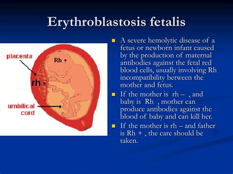 Erythroblastosis Fetalis Meaning