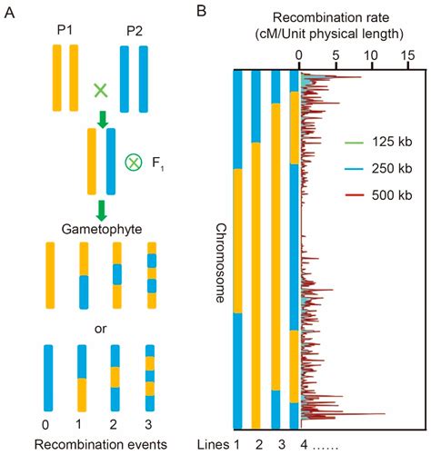 Recombination Frequency
