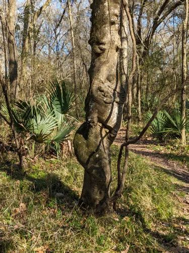 Best Forest Trails In Lafayette Alltrails