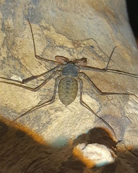 Update On Our Breeding Program For The Whip Spider Species Damon