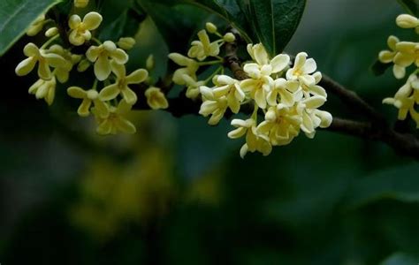 名家的悟道和轮回故事：黄庭坚的佛缘和前世今生 知乎