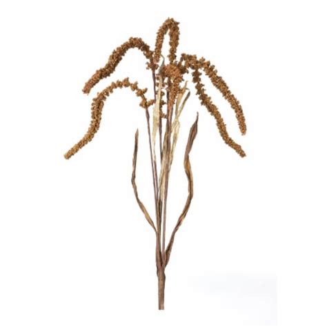 Amaranthus Stem 1 Fry S Food Stores