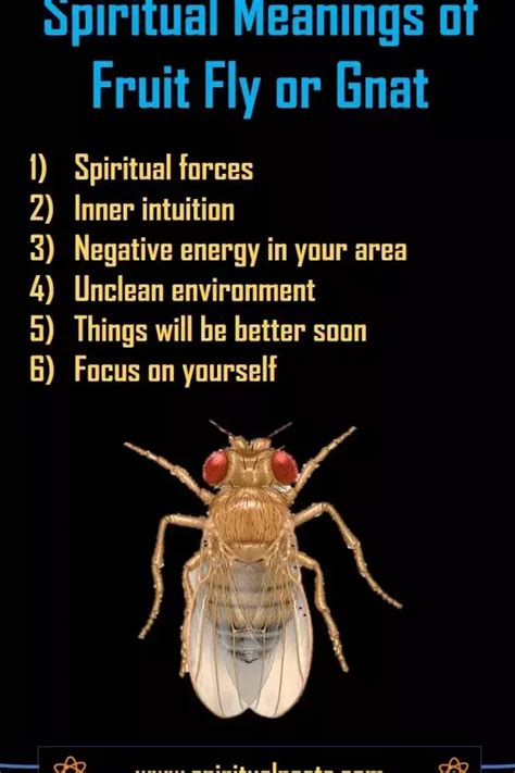 Unveiling The Spiritual Meaning Of Fruit Flies A Mystical Connection