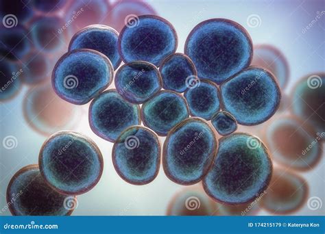Ureaplasma Urealyticum Bacterial Infections Ureaplasma Sexually