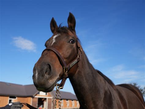 母になるラヴズオンリーユー 日本馬初の米・ブリーダーズカップ制覇から1年 競馬ニュース Netkeiba