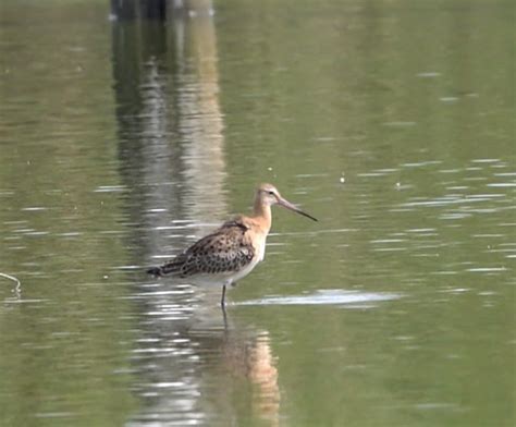 遠かったよオグロシギ 野鳥はともだち