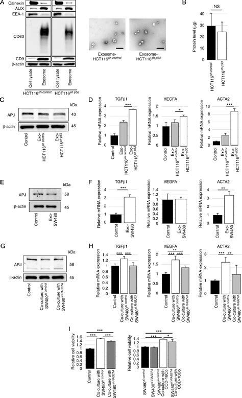 Figure 5 From The Apelin Apelin Receptor Signaling Pathway In
