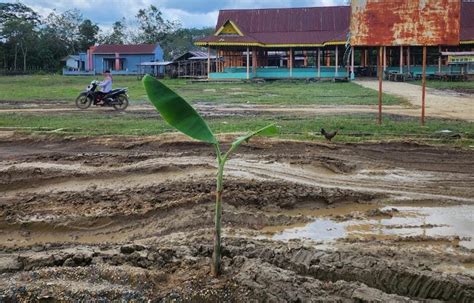 Politisi Pdi Perjuangan Miris Pohon Pisang Tumbuh Di Jalan Rusak