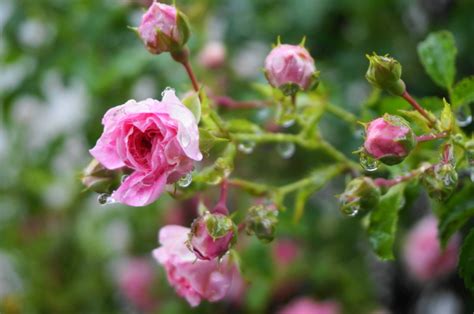 我が家の庭から薔薇 きょうから あしたへ その2