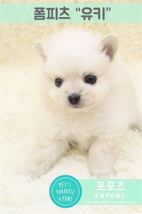 포메라니안 스피츠 분양 고민을 한번에 폼피츠 분양 천안 포포즈 ♥ 네이버 블로그