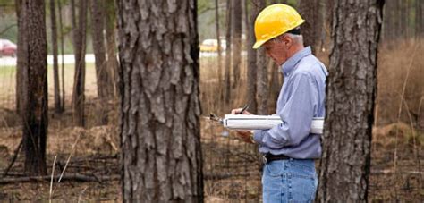 Hoy Se Celebra El Día Del Ingeniero Forestal