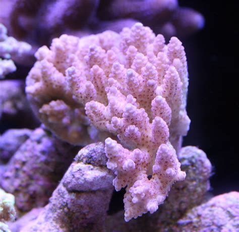 毎週火曜日・水曜日は定休日！！ アクアタイムズエアー 海水魚・サンゴのブログ