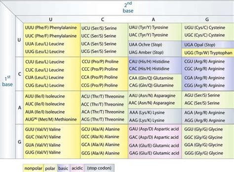 46 Genetic Code Biology Libretexts
