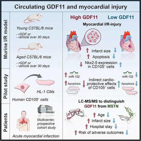 The Evidence For And Against Gdf 11 As An Anti Aging Treatment — Evolve