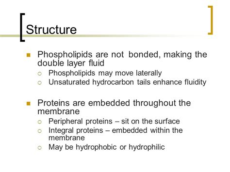 Human Cell Membrane Structure And Function