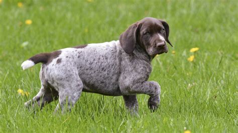 Is Black A Dominant Gene In Dogs