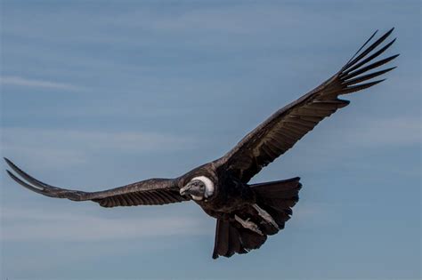Kondor im Flug Foto & Bild | natur, tiere, vögel Bilder auf fotocommunity