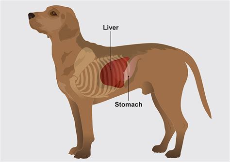 Liver Disease In Dogs Pdsa