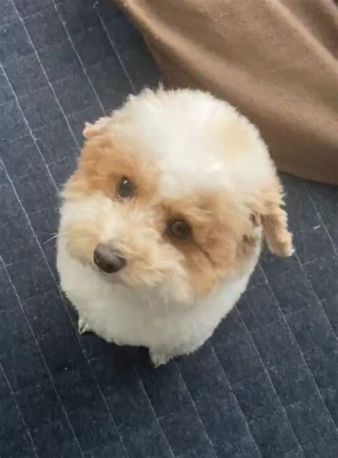 トイプードルの耳がピクピク！かわいいお返事が話題に「おててのかわりに耳をぴょこ！」「おみみで飛べそう」