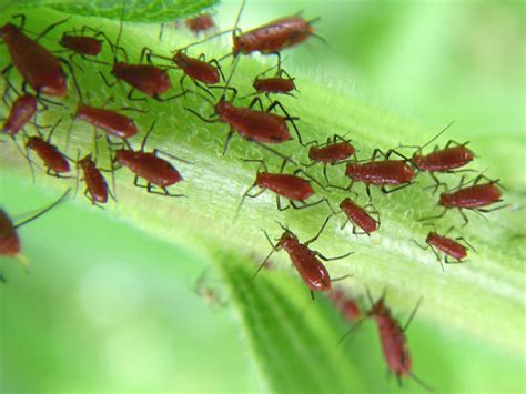 北海道にはいないことになっています 昆虫ブログ むし探検広場