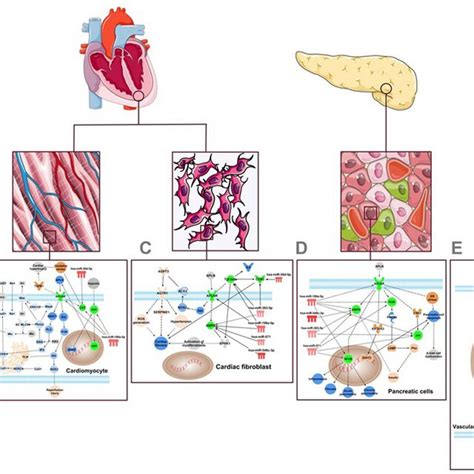 The Apelin Signaling Pathway Represented In Different Download