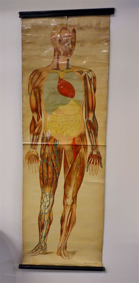 Antiques Atlas Anotomical Chart Of Body