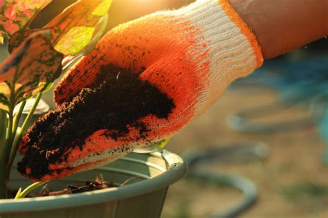 Phosphorus Fertilizer Boost Root Growth